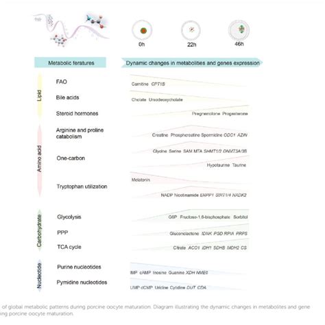 Transcriptomic Profiling Of Porcine Oocyte Maturation A Schematic Download Scientific