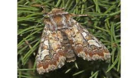 The Pine Moth Is A Dangerous Pest Of Coniferous Plants Green Clinic
