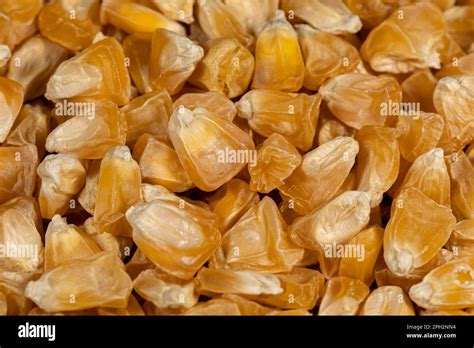 Closeup Of Sweet Corn Seeds Ready For Planting Vegetable Garden