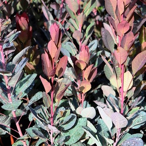 Cotinus X Grace Warners Nurseries