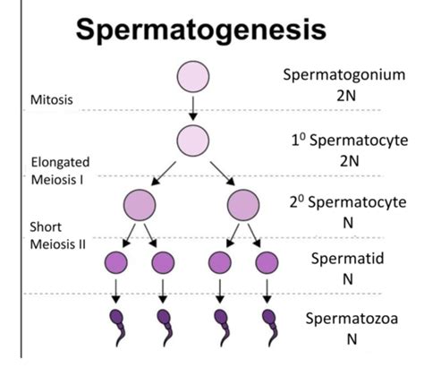 Biology Component 2 3 Sexual Reproduction Gametogenesis Flashcards