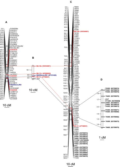 Frontiers Construction Of The First Snp Based Linkage Map Using Genotyping By Sequencing And