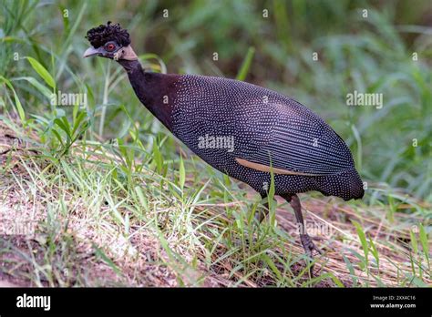 Crested Guineafowl Guttera Pucherani From Kruger Np South Africa
