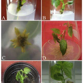 Auxiliary Bud Proliferation Of M Indica A Bud Break In Nodal Download Scientific Diagram