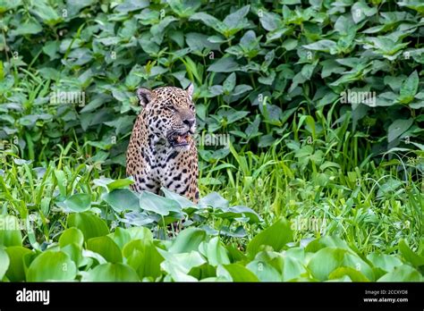 Jaguar Panthera Onca Observing The Surroundings Matto Grosso Do Sul