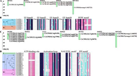 Chromosomal Locations Of Cscbls A And Cscipks C And The Download Scientific Diagram