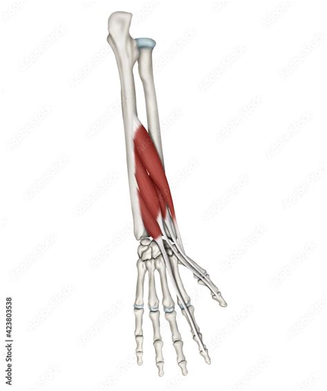 엄지 검지 손가락신전근 근육 메디컬일러스트 Ilustración De Stock Adobe Stock