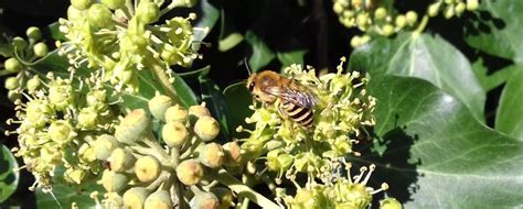 Tree Preservation Order Bexley Street Index Bexley Wildlife