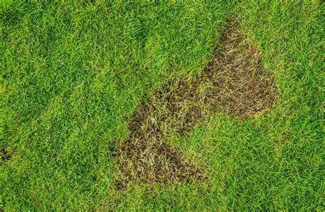 Get Rid Of Bugs In Artificial Turf With Your Installer In Santa Rosa
