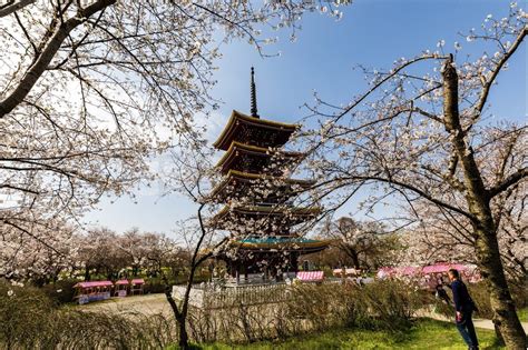 东湖高清图片 武汉东湖樱花园23 动物植物免费下载 jpg格式 6720像素 编号71018813 千图网