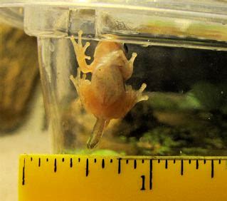 The Nature In Us Update And Release Of Tree Frog Tadpoles