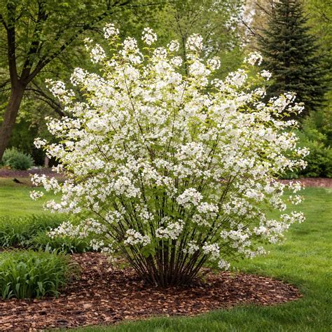 2 Downy Serviceberry Bush Plants For Growing