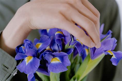 99 Hình ảnh Hoa Diên Vĩ đẹp Nhất Và ý Nghĩa Hoa Diên Vĩ Top 10 Shop Hoa