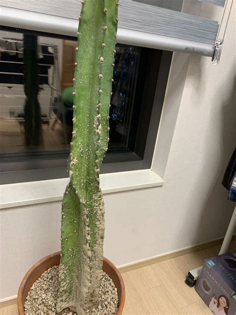 홍차넷 오피스텔 초파리 먼지다듬이 벌레 퇴치법