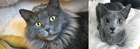 Nebelung Vs Blue Russian Breed Comparison Mycatbreeds