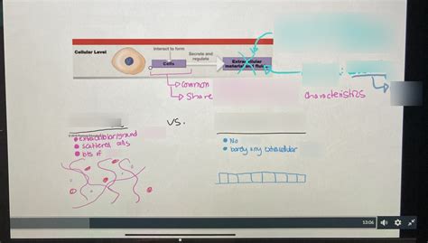 Epithelial Roots Diagram Quizlet