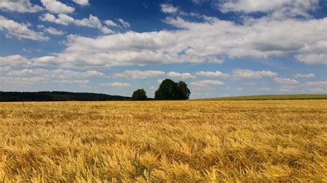 Красивое поле пшеницы 66 фото