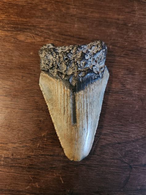 Help Identifying Fossilized Tooth R Fossils