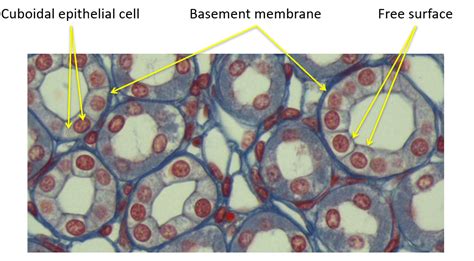 Simple Cuboidal Epithelial Tissue Diagram Quizlet