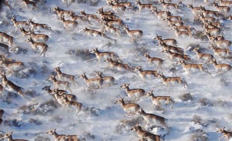 Pronghorns Wildlife Migration Photography