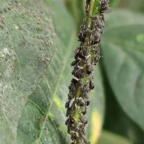 Aphid Control And Treatment How To Get Rid Of Aphids