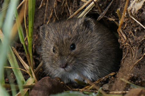 Montane Vole Microtus Montanus Know Your Mammals