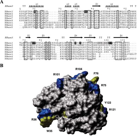 Location Of The Mutated Residues On The Ecp Structure A Primary Download Scientific Diagram