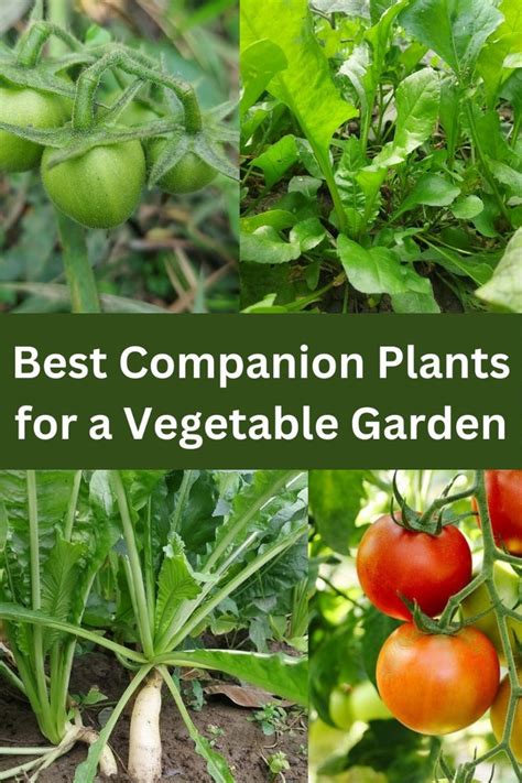 Best Companion Plants For A Vegetable Garden Companion Planting