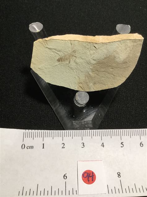 Eocene Green River Grasshopper If Pcm 16 094 Fossil Avenue Eocene Green River Grasshopper If Pcm 16 094 Fossil Avenue