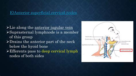 Lymphatic Drainage Of Head And Neck And Its Pptx