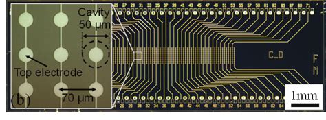 3d Schematic Diagram Of A Pmut Array Based On Cavity Soi Wafers B