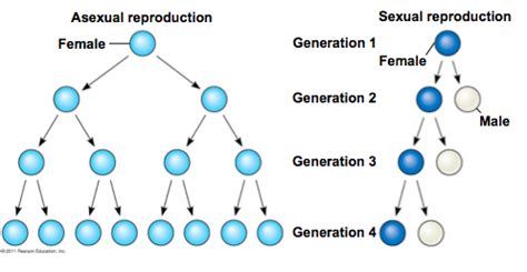 All About Sex Flashcards Quizlet