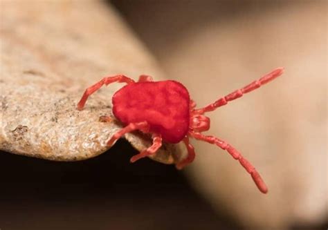 24 Red Small Bug Species Pictures And Identification