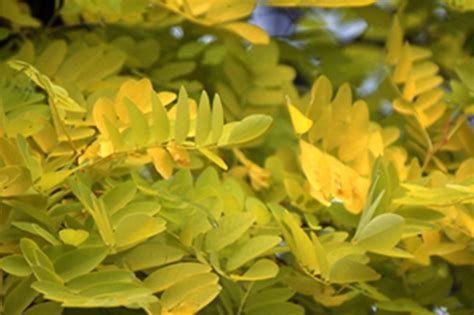 ニセアカシアとは｜育て方がわかる植物図鑑｜みんなの趣味の園芸（nhk出版）