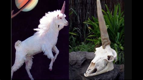 The Surprising True Story About Real Unicorns Youtube