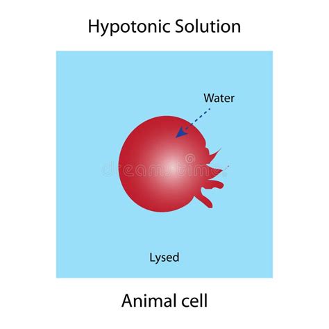 Shrinking Of Animal Cells In Hypertonic Solution Tonicity And Animal