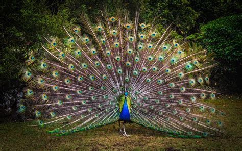 Peacock Wallpaper 4k Green Grass Beautiful