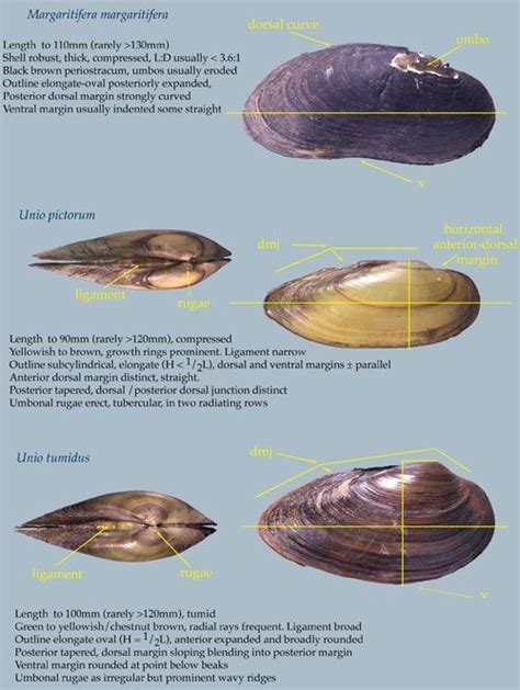 Mussel Clam Identification Chart At Maddison Pickworth Blog