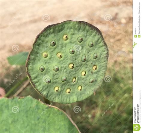 Fruit Of Nelumbo Nucifera Or Indian Lotus Stock Image Image Of