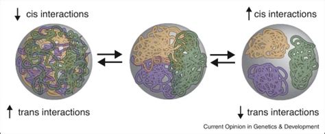 Model For How Intrachromosomal Cis Interactions Eg Compaction