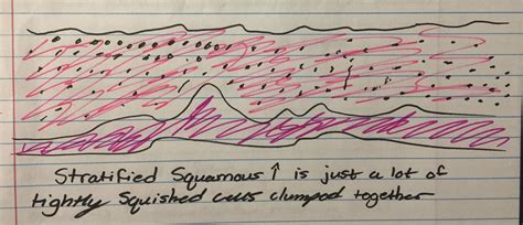 Drawing Of Stratified Squamous Tissue Types