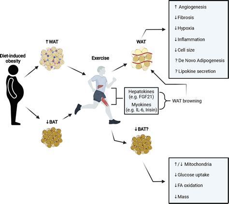 Brown Adipose Tissue