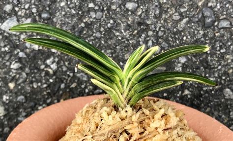 富貴蘭 隼 富貴蘭を楽しんでブログ