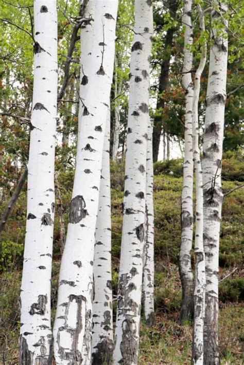 5 Stunning White Bark Trees You Will Find In Texas