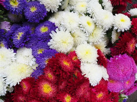 Фото Белый красные фиолетовых Астры Цветы Много