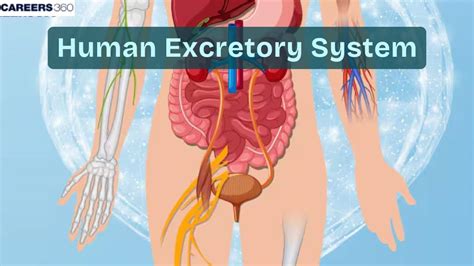 Human Excretory System Definition Diagram Function