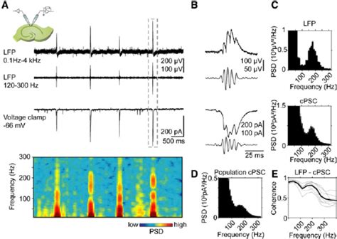 Phasic Postsynaptic Currents In Ca1 Pyramidal Neurons During Lfp