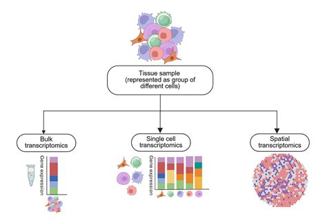 Spatial Transcriptomics Could Unlock New Treatments For Alzheimers Cancer And More CAS