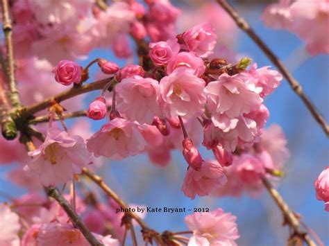 Flowering Trees In Delaware Flowering Trees Trees And Shrubs Fruit Trees