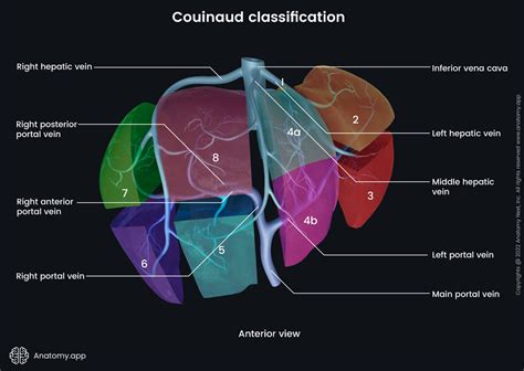 Liver Anatomyapp